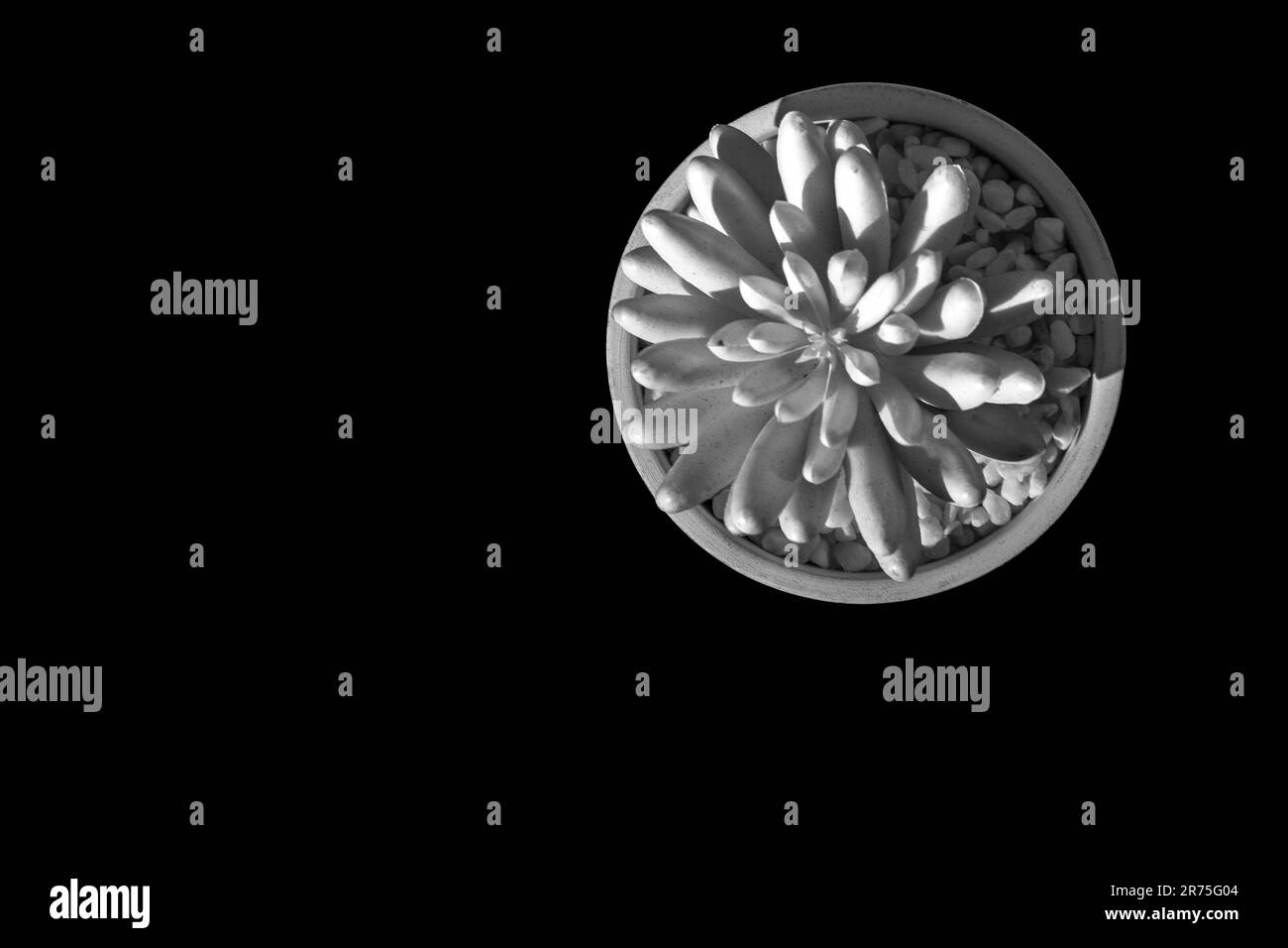 Planted pot Black and White Stock Photos & Images - Alamy