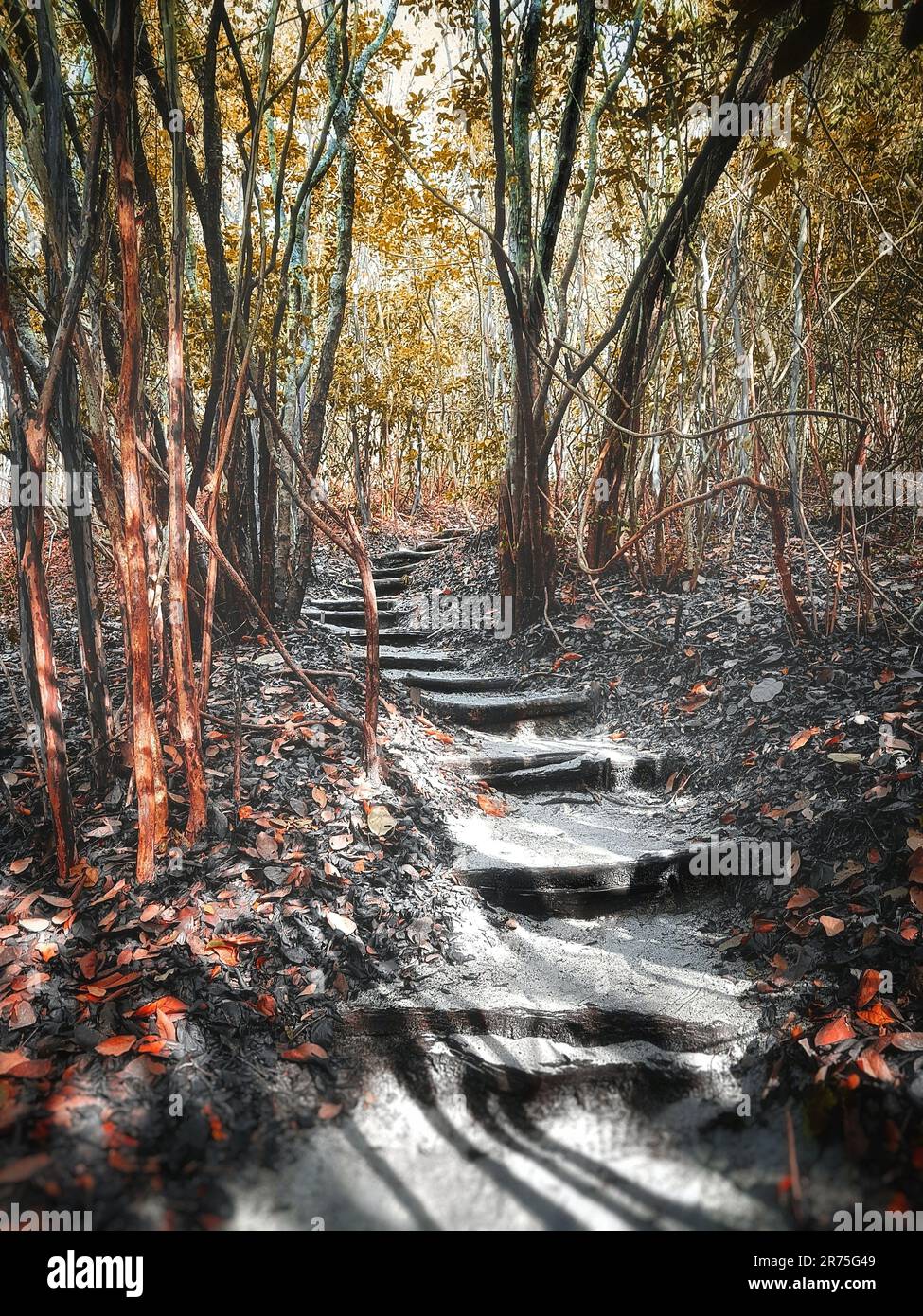 A winding path cutting through a dense forest, bordered by tall trees ...