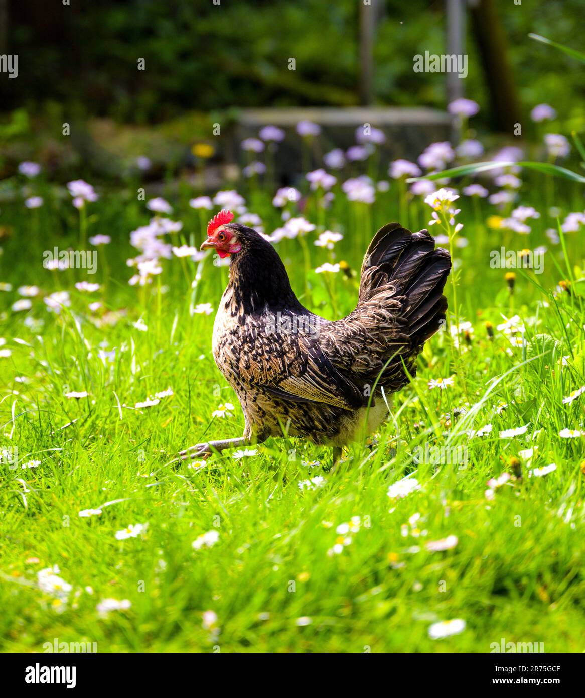 Swedish chicken hi-res stock photography and images - Alamy