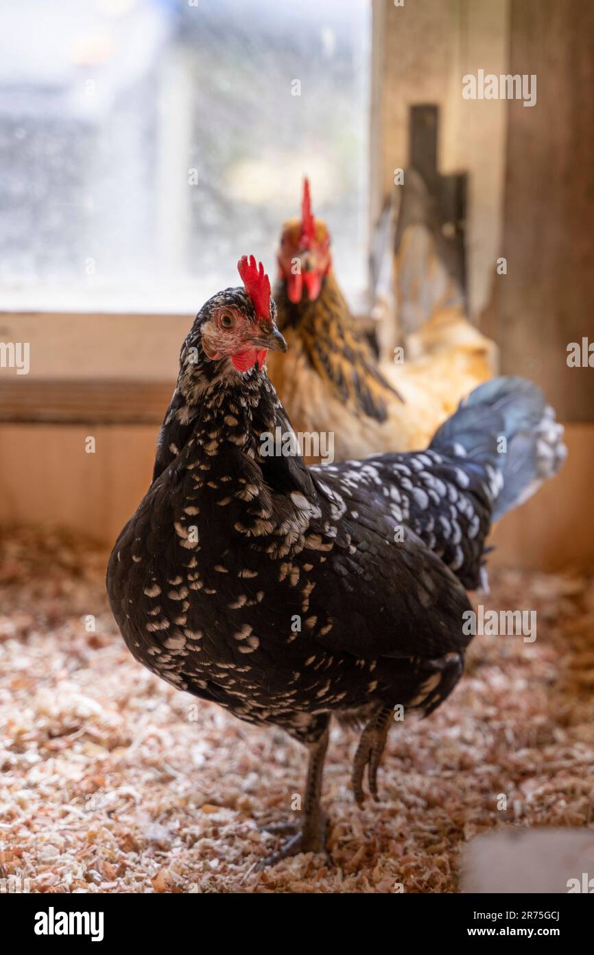 Swedish chicken hi-res stock photography and images - Alamy
