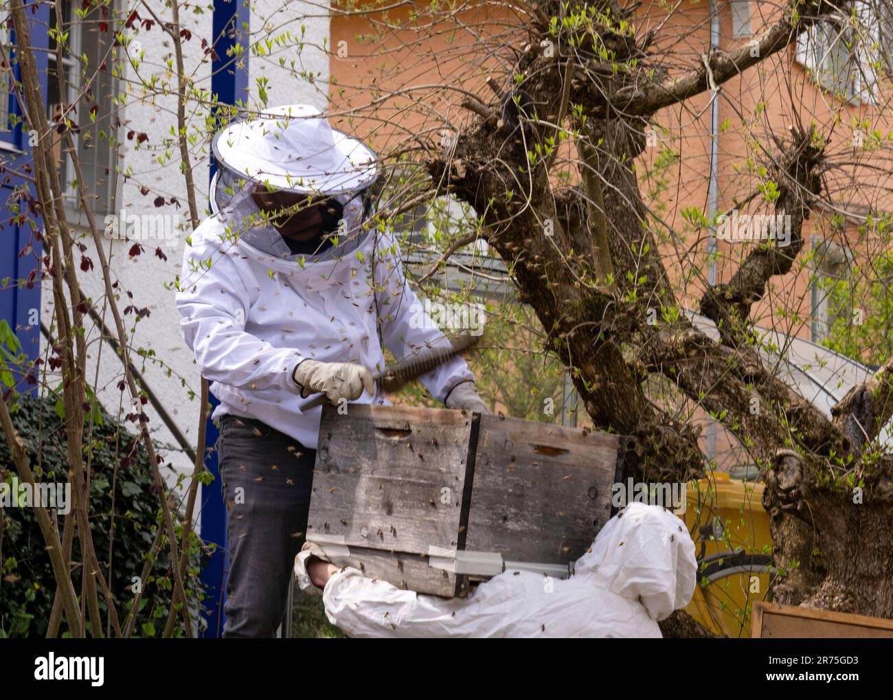 Beekeeper with protective suit fetching a swarm of honey bees ( Apis ...
