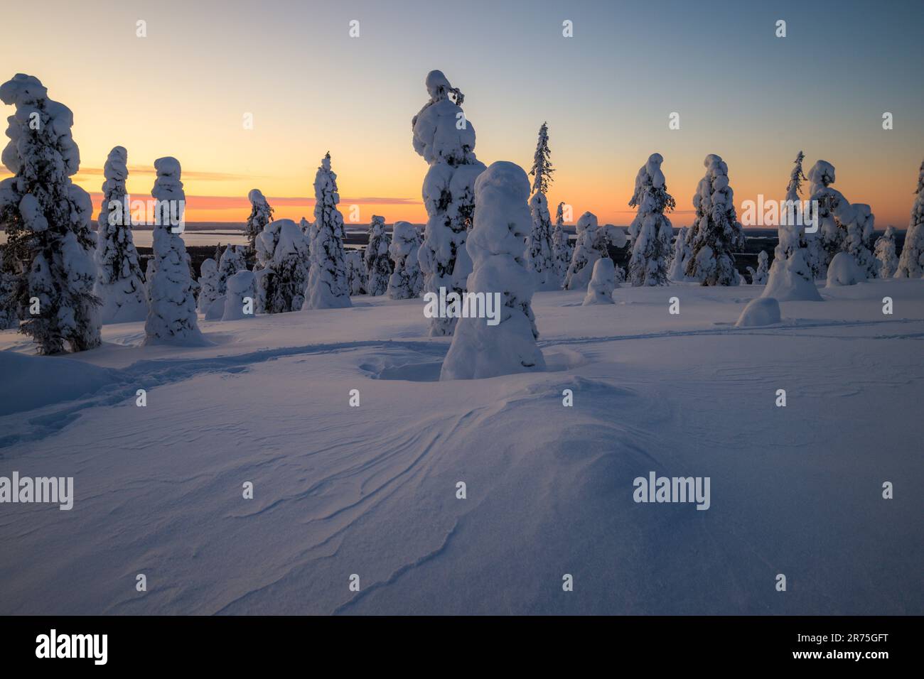 Snow covered spruce trees in Riisitunturi National Park, Lapland ...