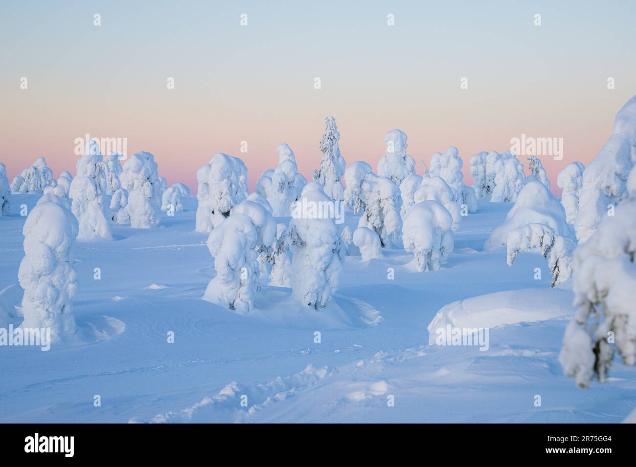 Snow covered spruce trees in Riisitunturi National Park, Lapland ...