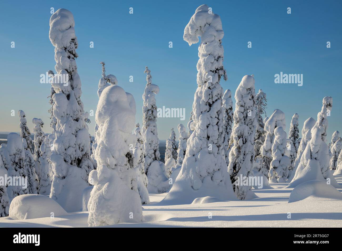 Snow covered spruce trees in Riisitunturi National Park, Lapland ...