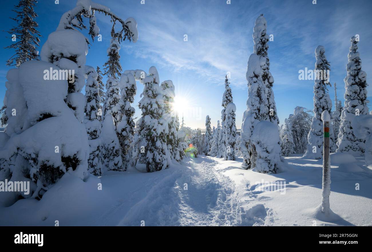 Snow covered spruce trees in Riisitunturi National Park, Lapland ...