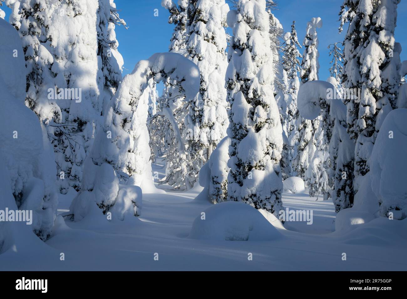 Riisituntur national park hi-res stock photography and images - Alamy