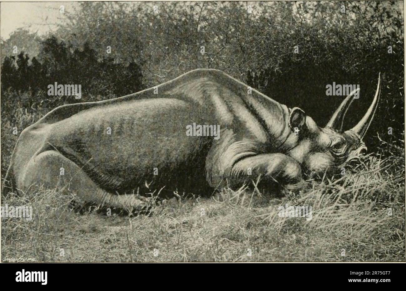 Lorogi hi-res stock photography and images - Alamy