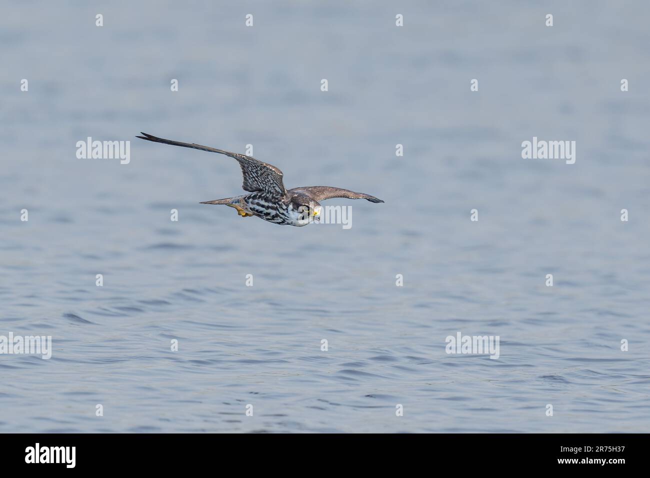 The falcon glides above the water LONDON, ENGLAND STUNNING IMAGES taken ...