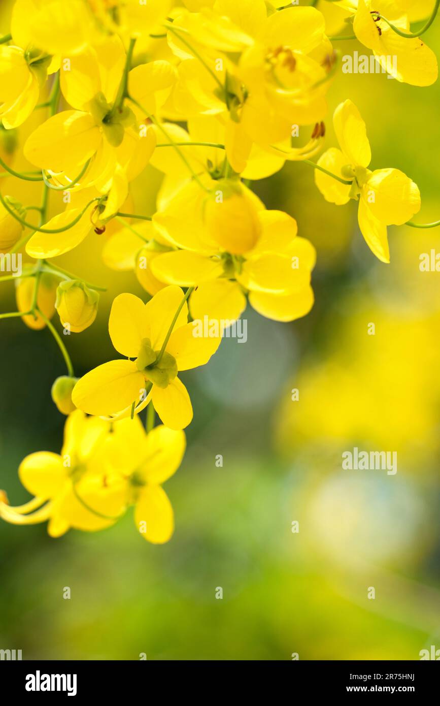 Beautiful Cassia fistula golden shower, golden rain flowers blooming on the tree in Taiwan Stock ...