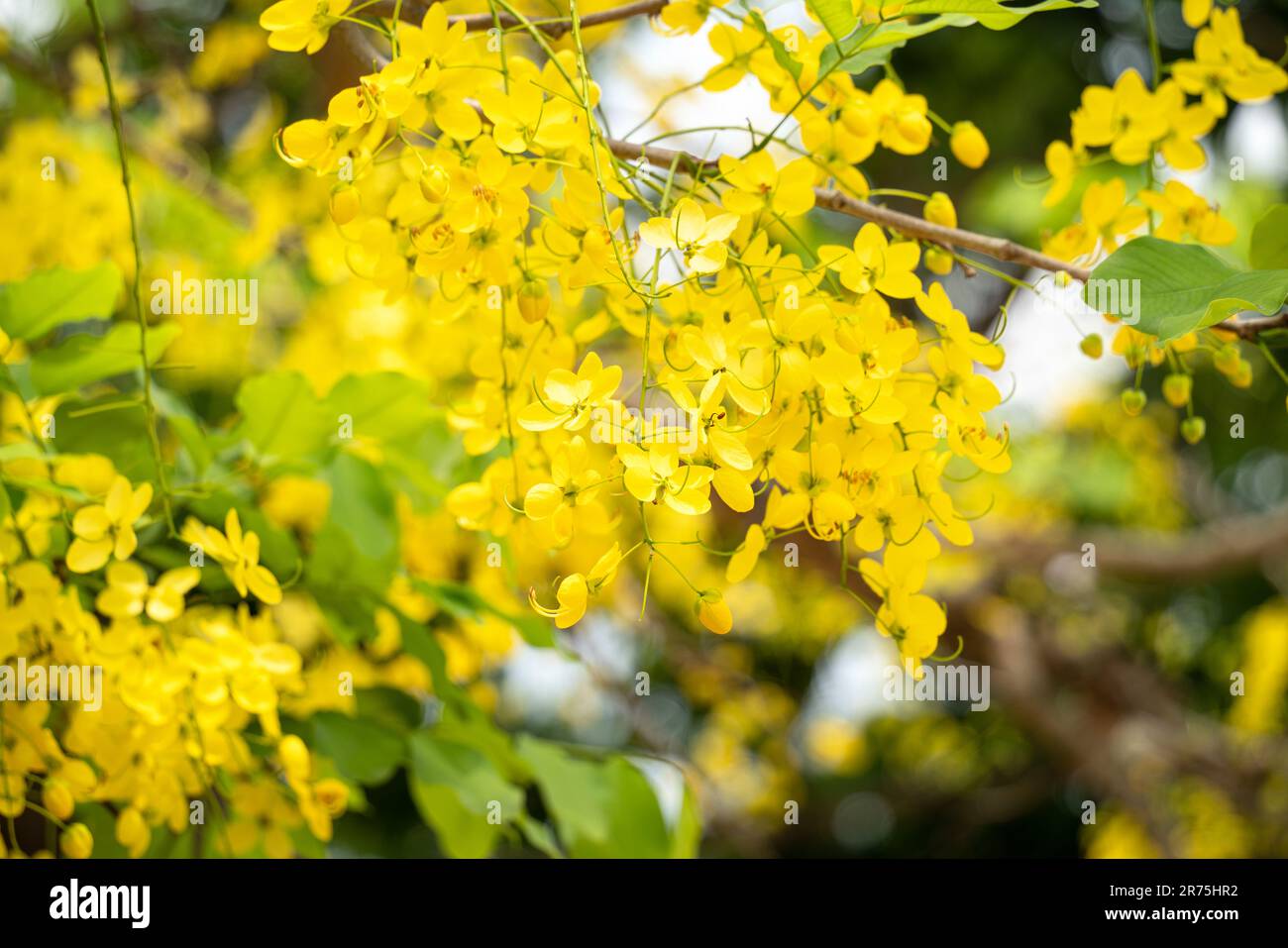 Beautiful Cassia fistula golden shower, golden rain flowers blooming on the tree in Taiwan Stock ...