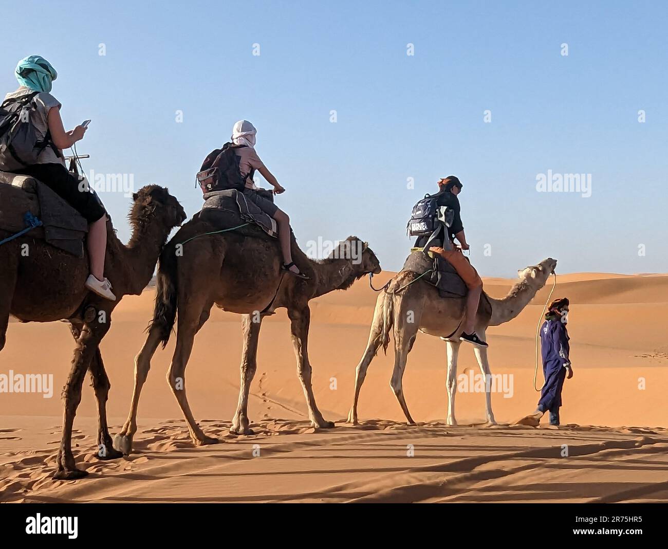 A caravan of dromedaries passing the Sahara desert in the evening, Erg ...