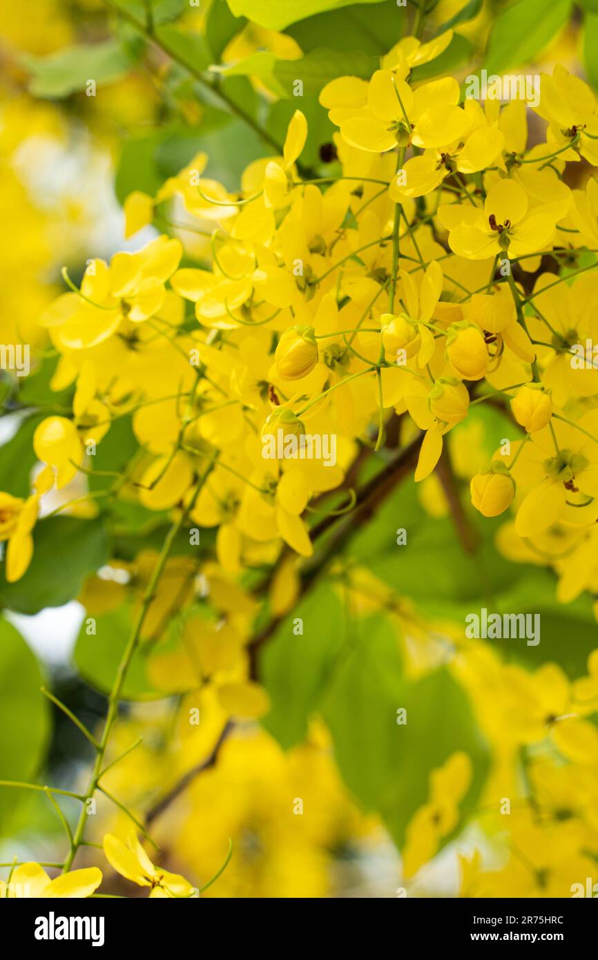 Beautiful Cassia fistula golden shower, golden rain flowers blooming on the tree in Taiwan Stock ...