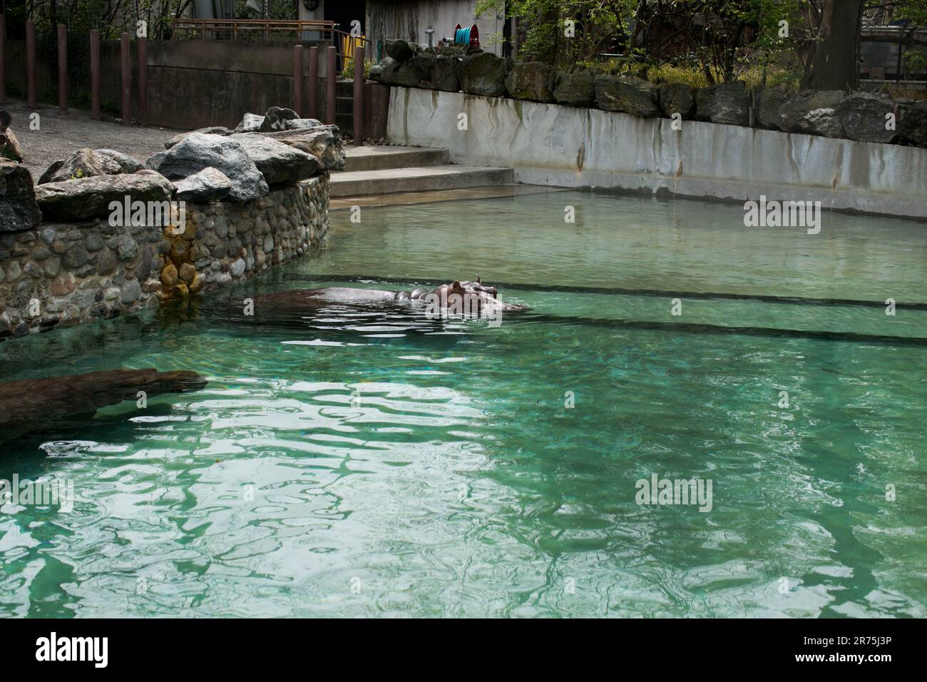 Hippo swimming in water, danger animal in zoo. Hippopotamus enjoying ...