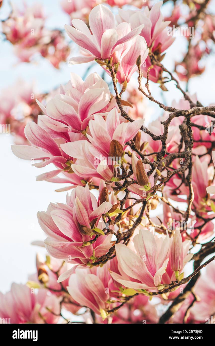 Magnolia inspiration hi-res stock photography and images - Alamy
