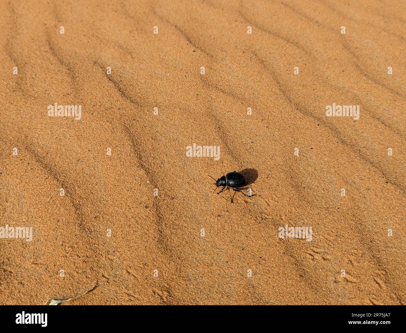 A black scarab beetle in the Erg Chebbi desert in Morocco Stock Photo ...