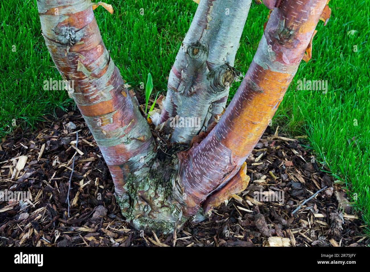 Chinese Red Birch, Betula albosinensis "Red Panda", Tree bark, Trunk ...
