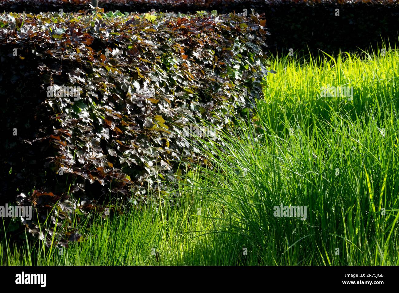 European Beech hedge Fagus sylvatica, Grass, Border Stock Photo - Alamy