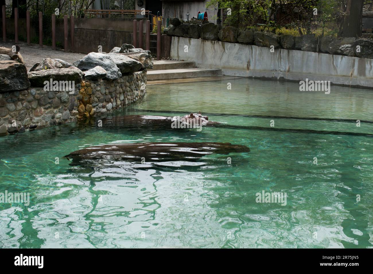 Hippo swimming in water, danger animal in zoo. Hippopotamus enjoying ...