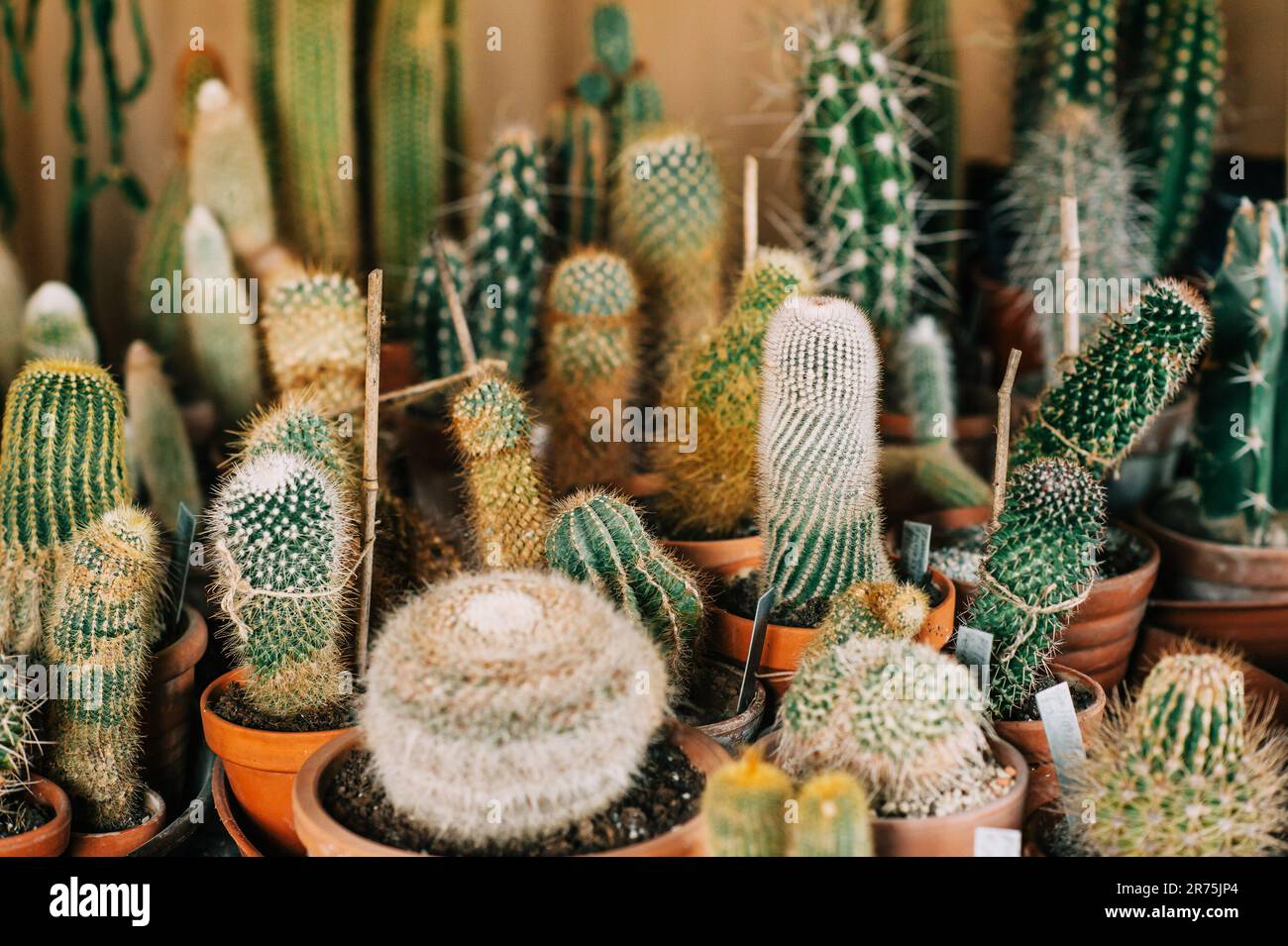 Diversity of cactus hi-res stock photography and images - Alamy