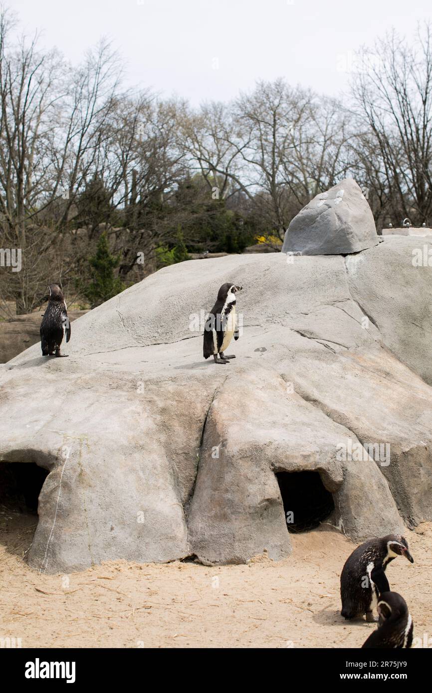 A flock of Humboldt penguins in Philadelphia Zoo . The Humboldt Penguin ...