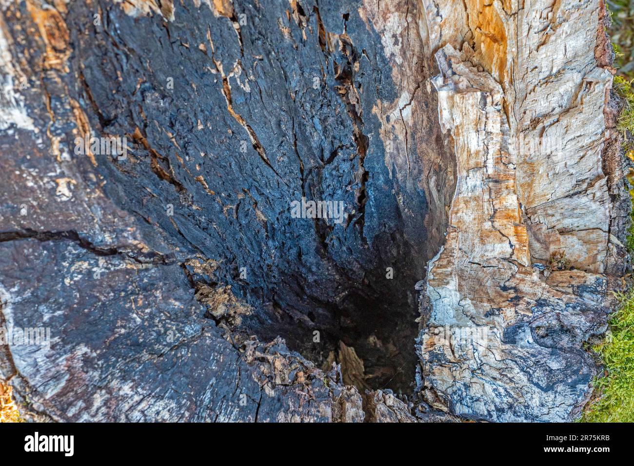 Daytime deadwood europe hi-res stock photography and images - Alamy