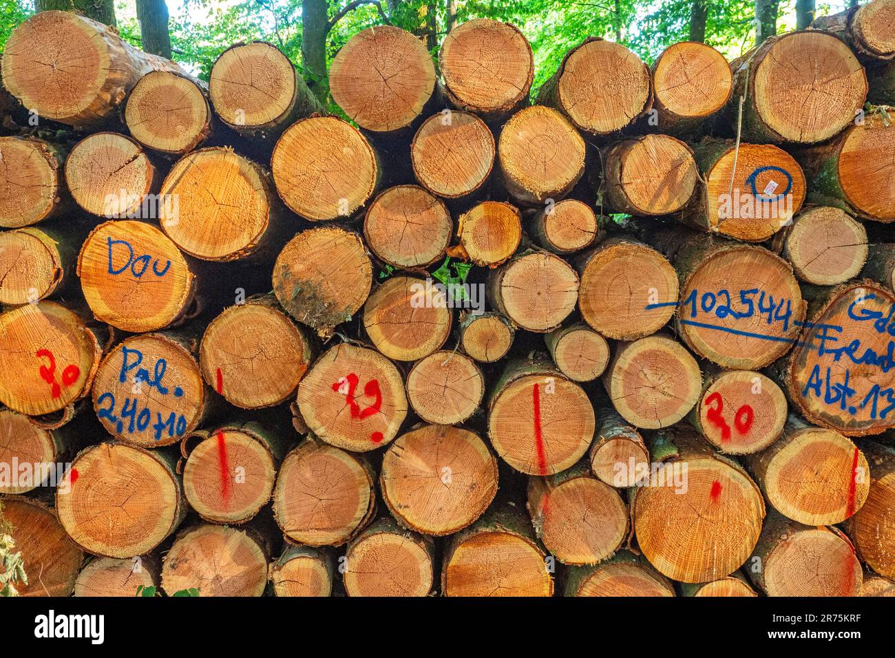 Stacked logs near Taben-Rodt, Saar, Saar Valley, Saar-Hunsrück Nature ...