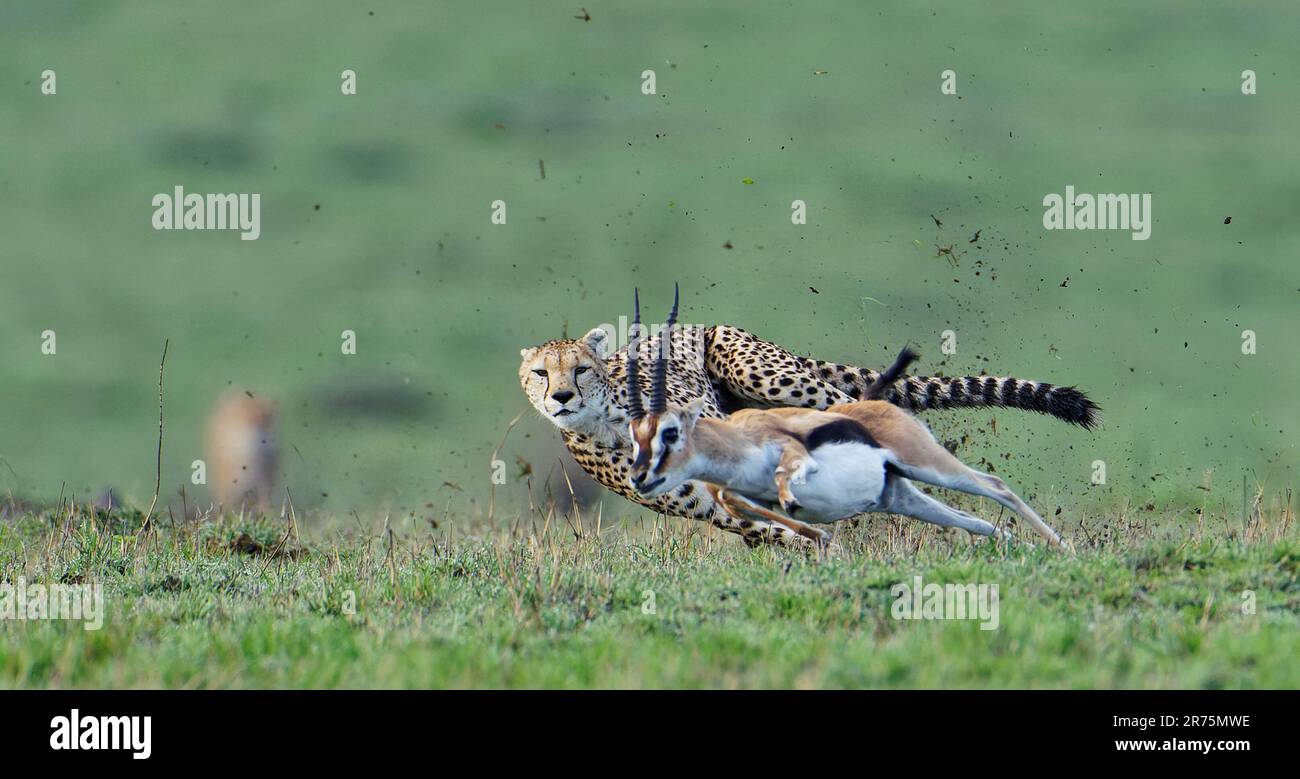 Cheetah (Acinonyx jubatus) chases an old Thomson's gazelle buck, Massai ...