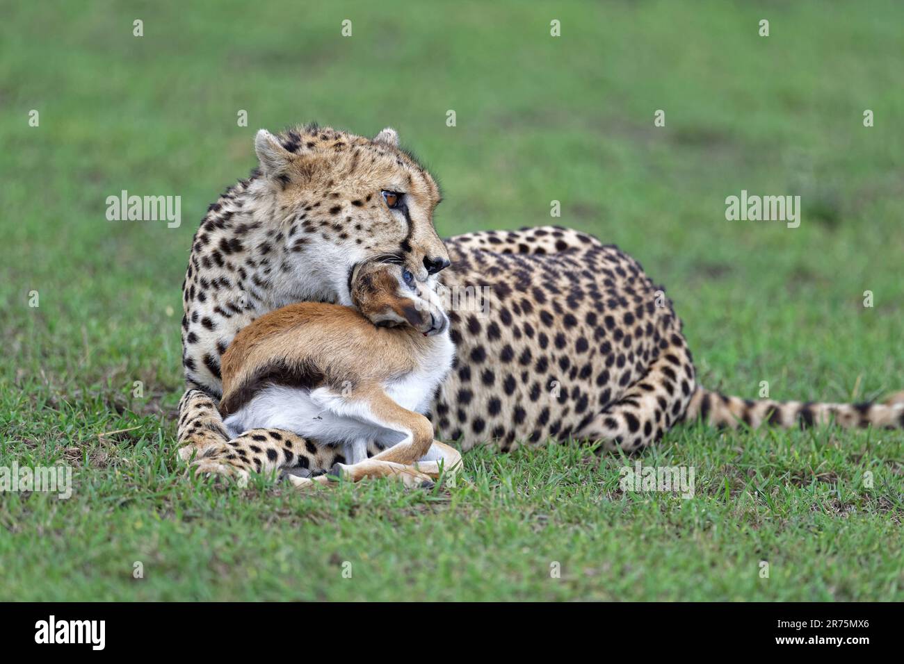 Cheetah chasing gazelle hi-res stock photography and images - Alamy