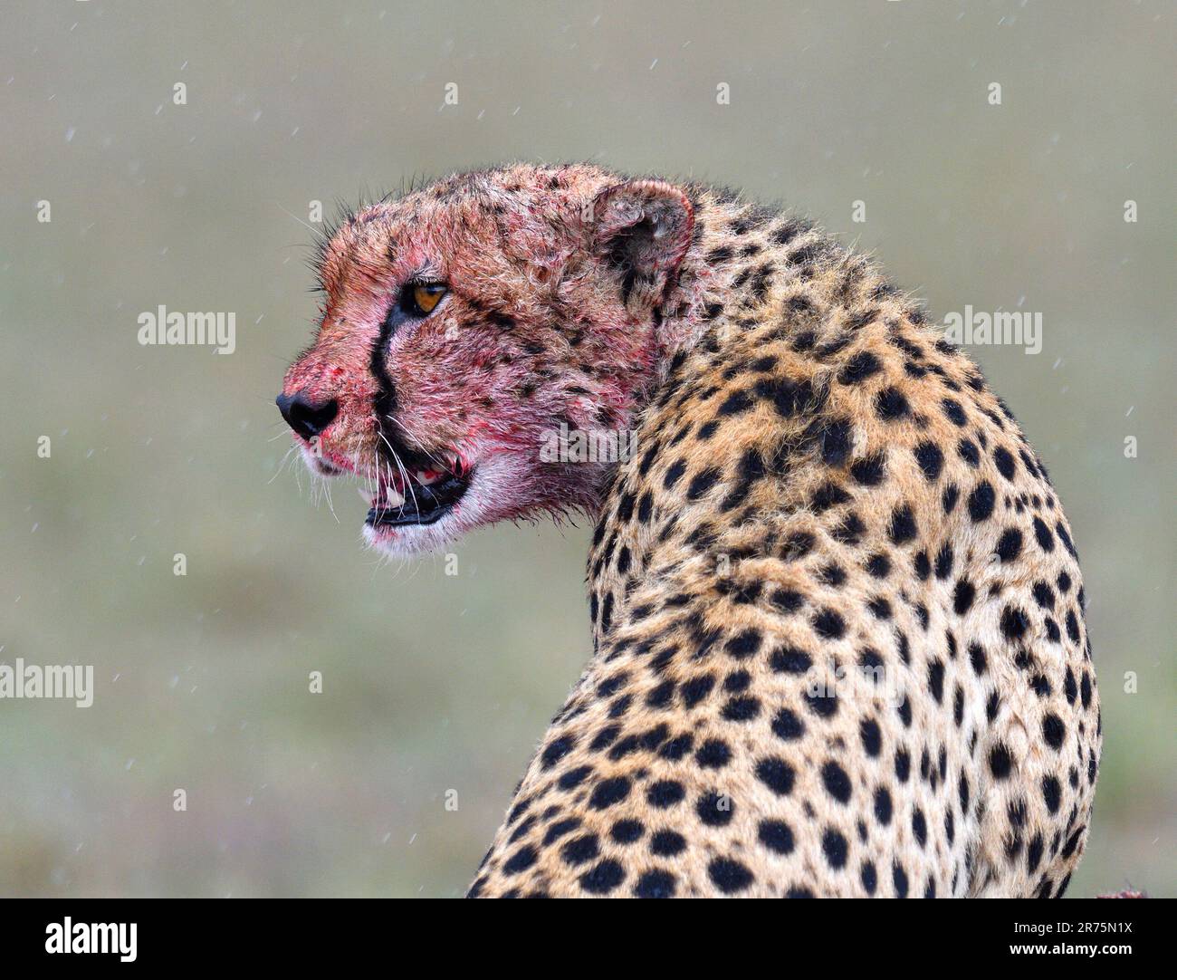 Cheetah (Acinonyx jubatus) bloody after feeding, Maasai Mara Game ...