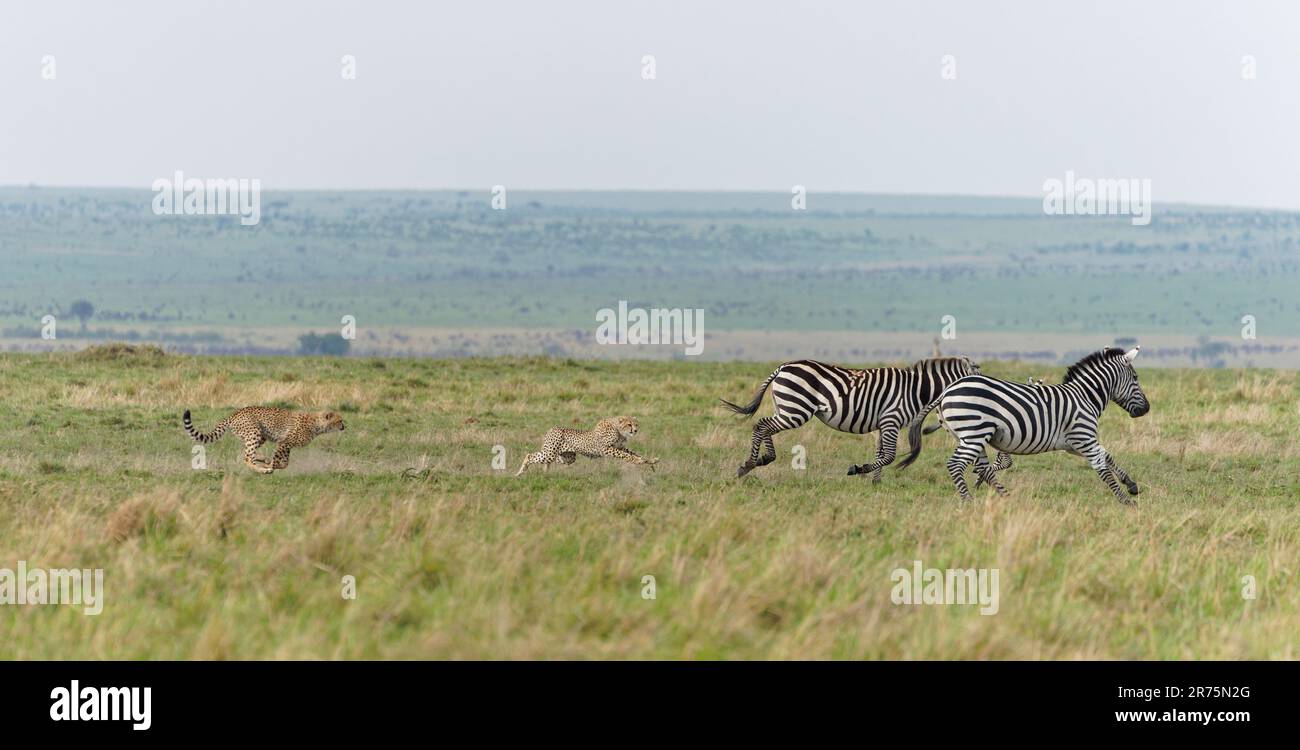 Cheetah hunting zebra hi-res stock photography and images - Alamy
