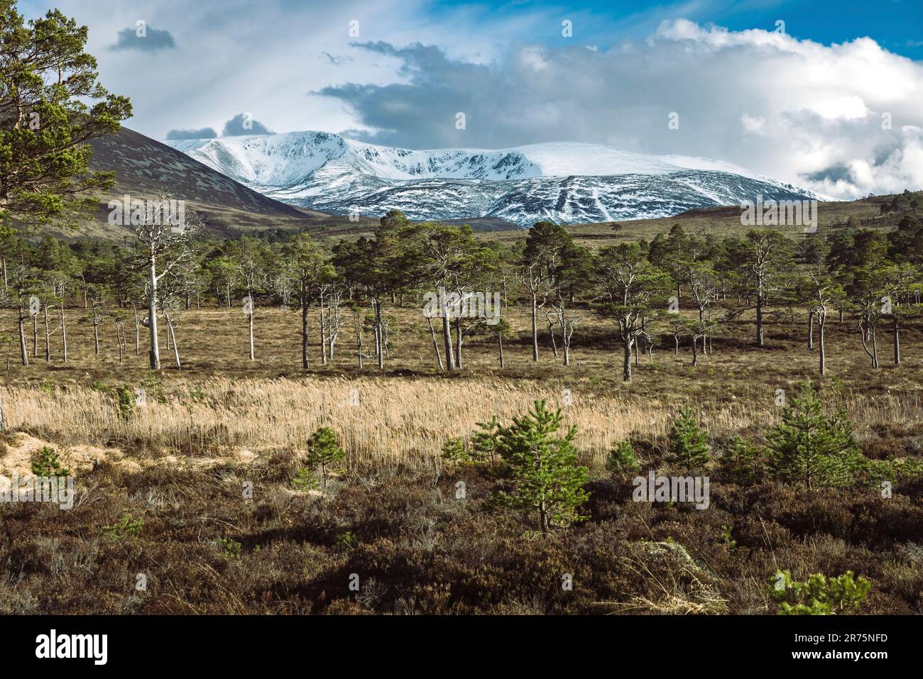 Cairngorm mountains trees hi-res stock photography and images - Alamy