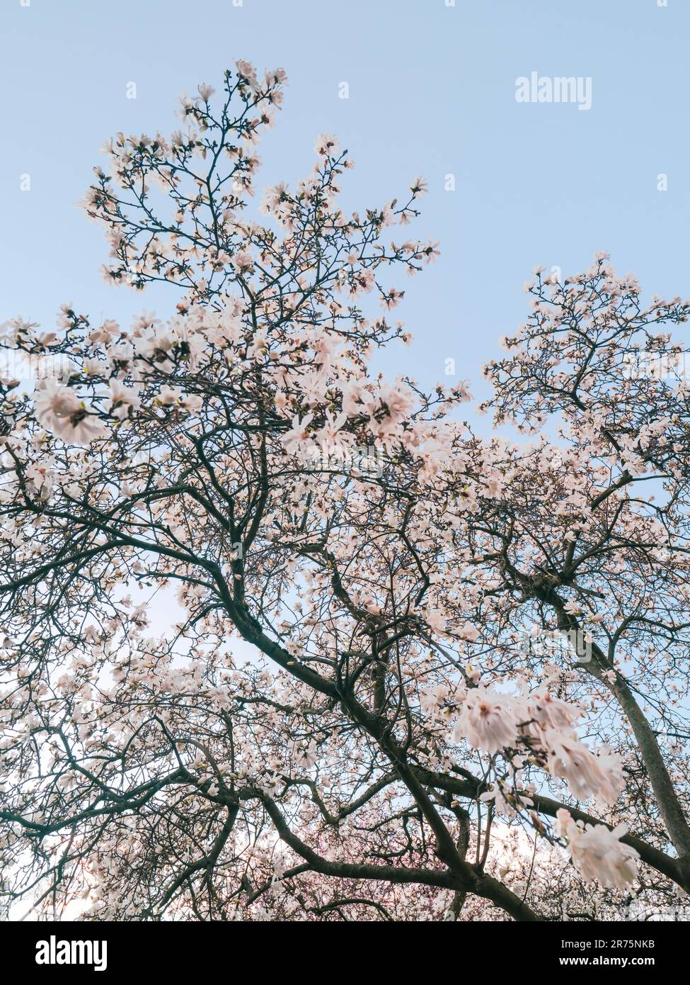 Flourishing tree hi-res stock photography and images - Alamy