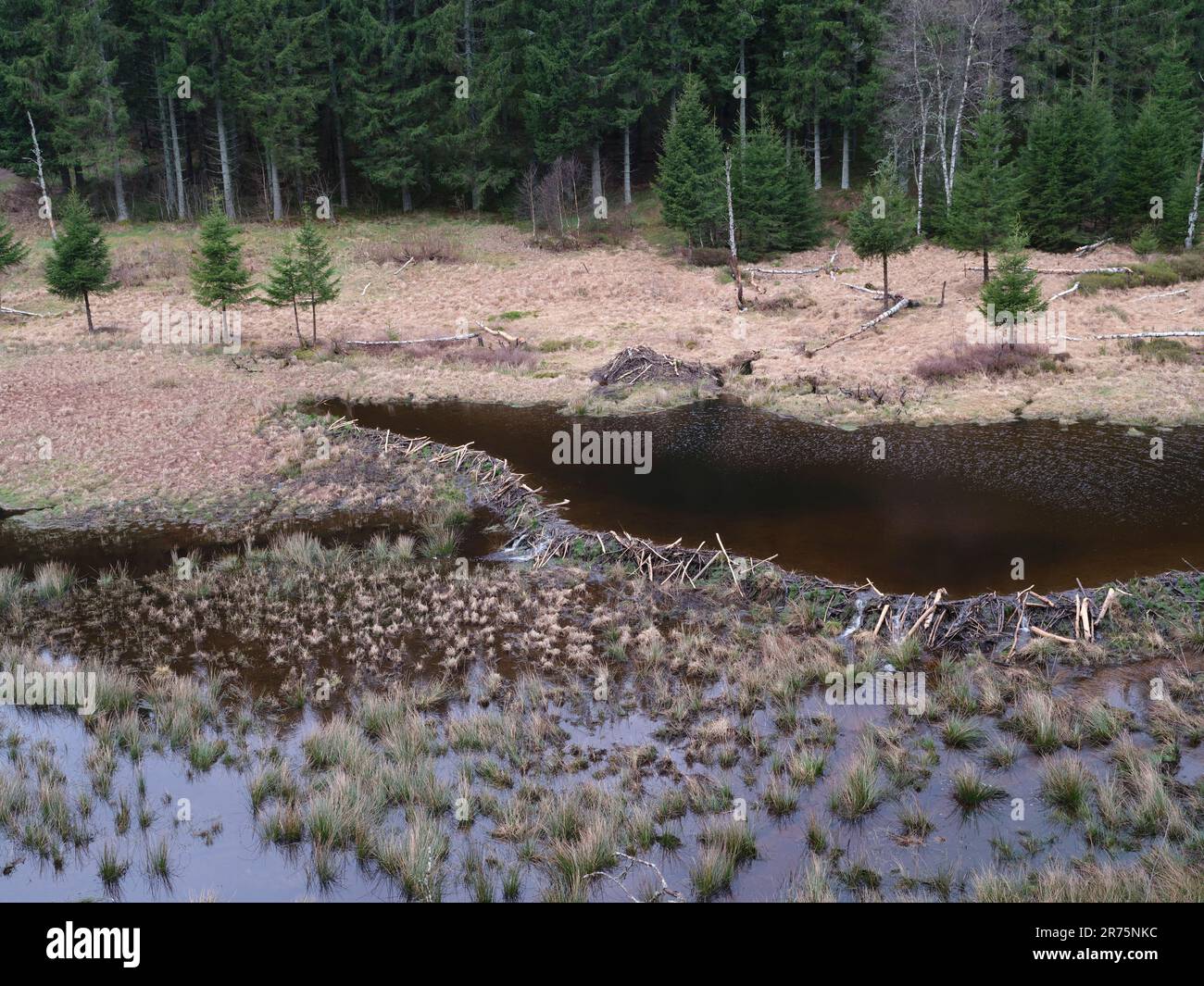 Aerial view beaver habitat hi-res stock photography and images - Alamy