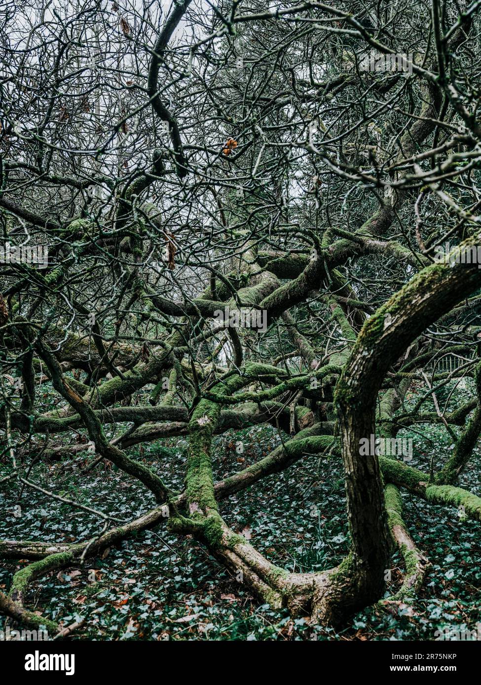 Knotted branches hi-res stock photography and images - Alamy