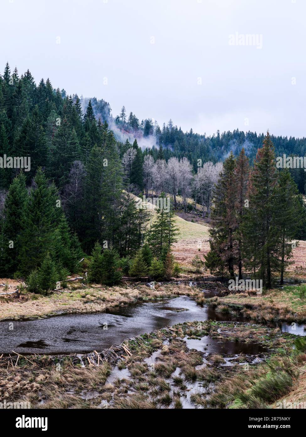 Beaver habitat landscape hi-res stock photography and images - Alamy