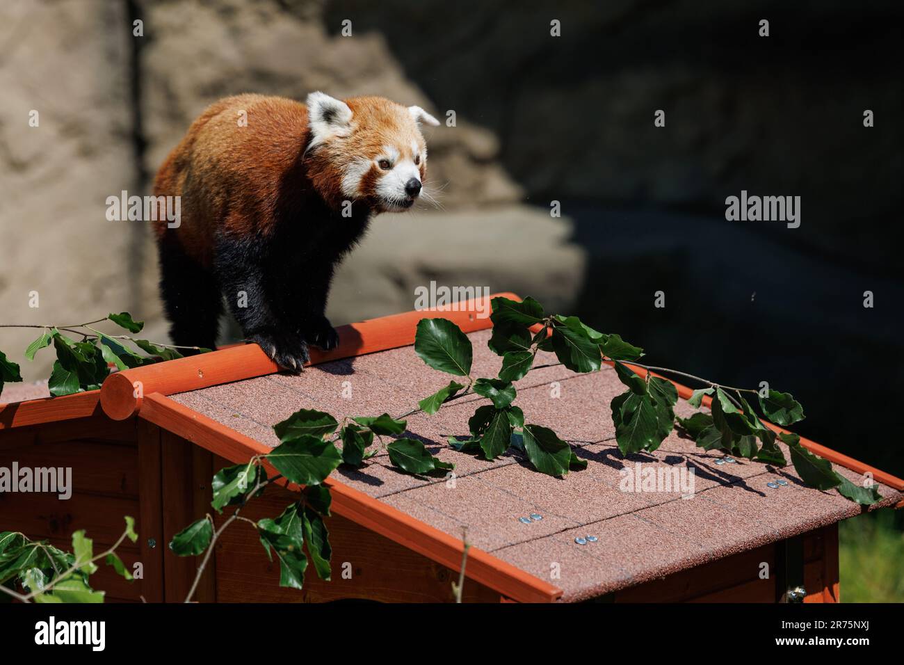 13 June 2023, Lower Saxony, Osnabrück: A red panda named "Pong" is one of the new inhabitants of ...