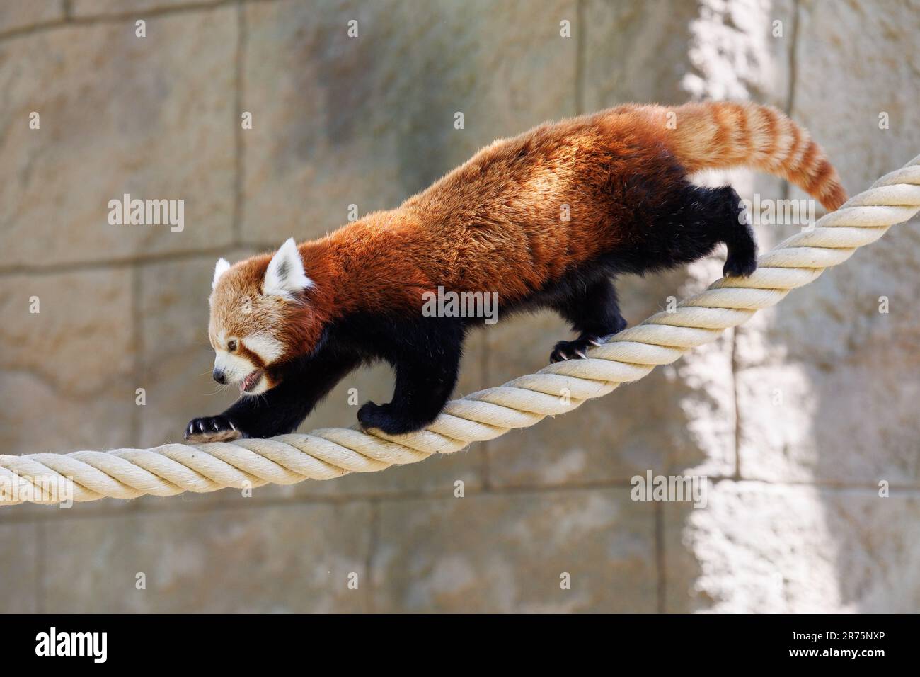 13 June 2023, Lower Saxony, Osnabrück: A red panda named "Pong" is one of the new inhabitants of ...
