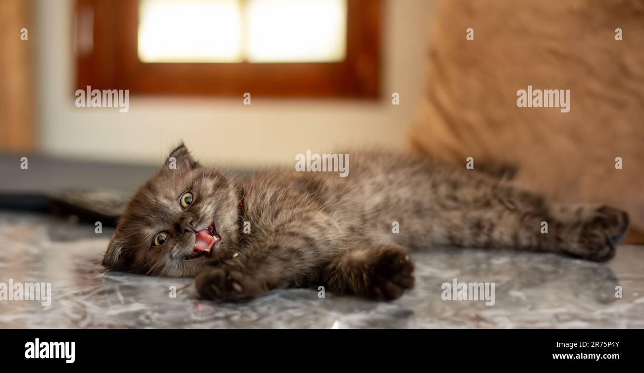 A domestic cat sprawled out on the ground, happily playing in the house ...