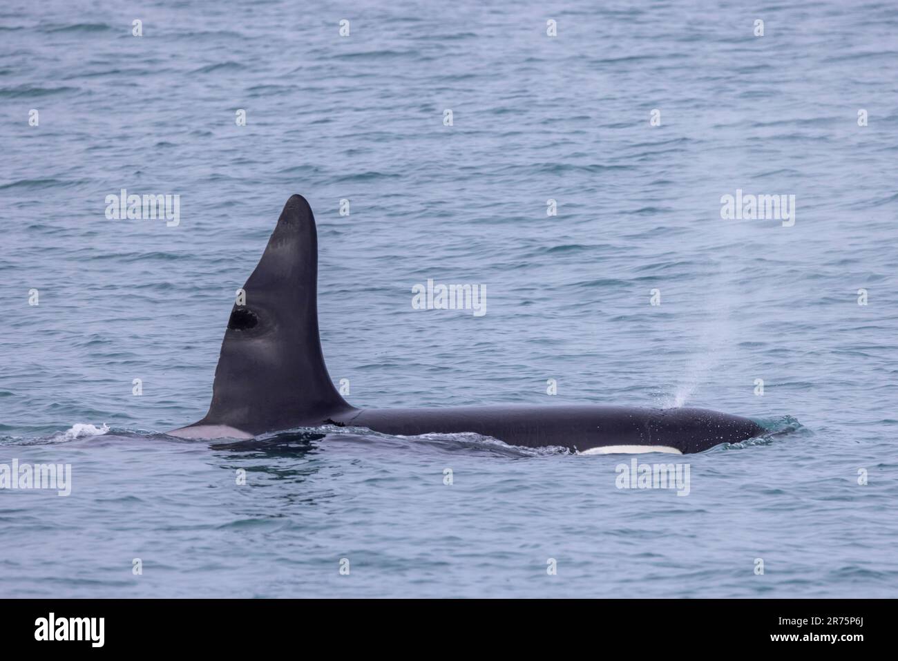 A killer whale off the coast of Olafsvik on the Snaefellsnes peninsula ...