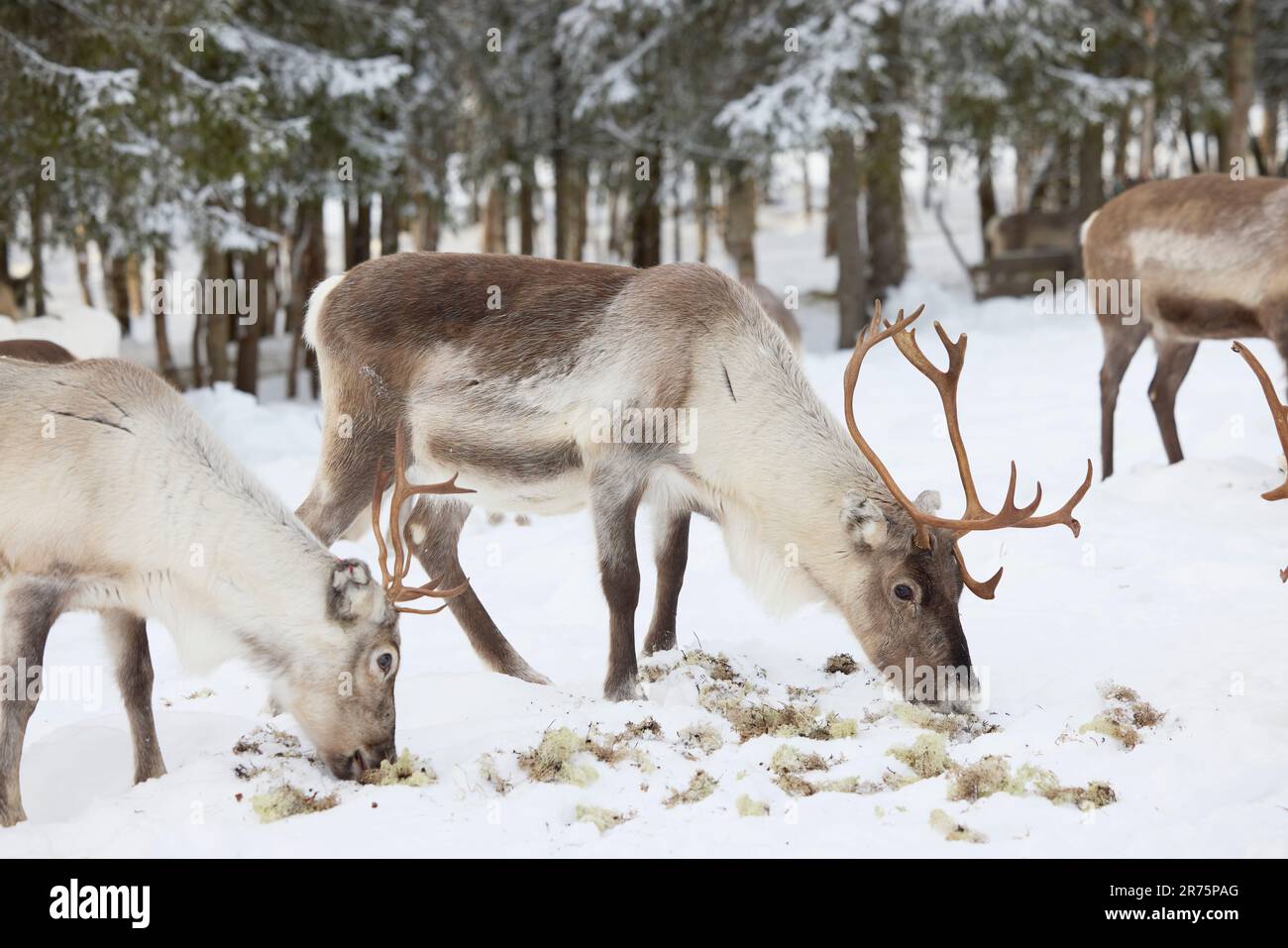 Finland, Lapland, reindeer Stock Photo - Alamy