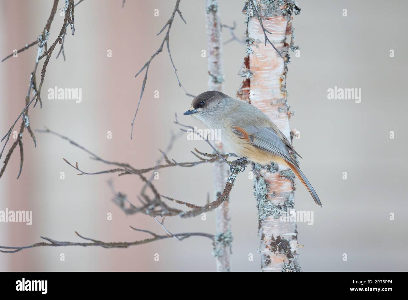 Lucky jay, Perisoreus infaustus Stock Photo - Alamy