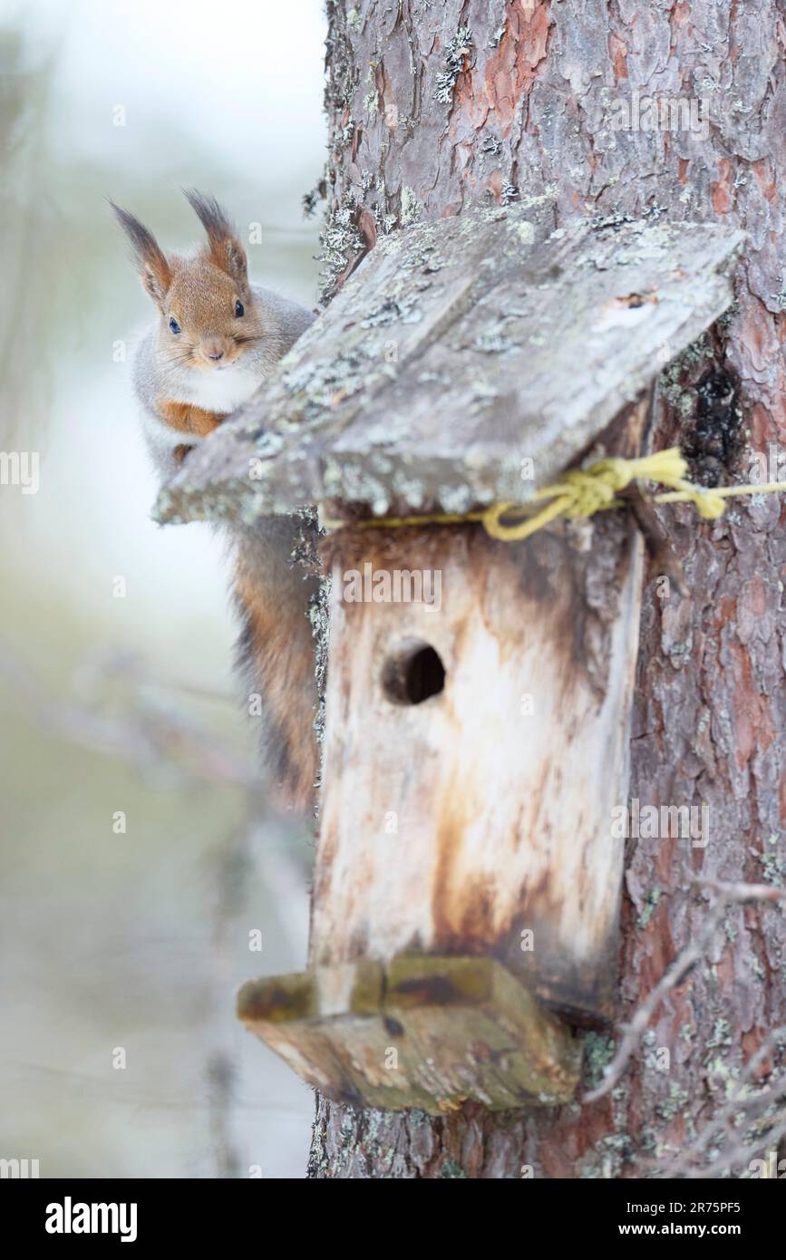 Finland, Lapland, winter, squirrel, Sciurus vulgaris Stock Photo - Alamy