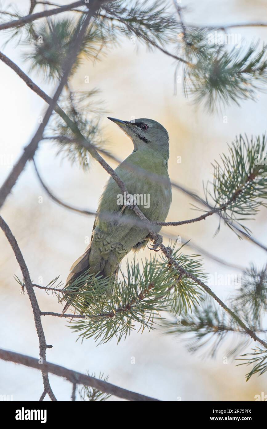 Grey woodpecker, Picus canus Stock Photo - Alamy