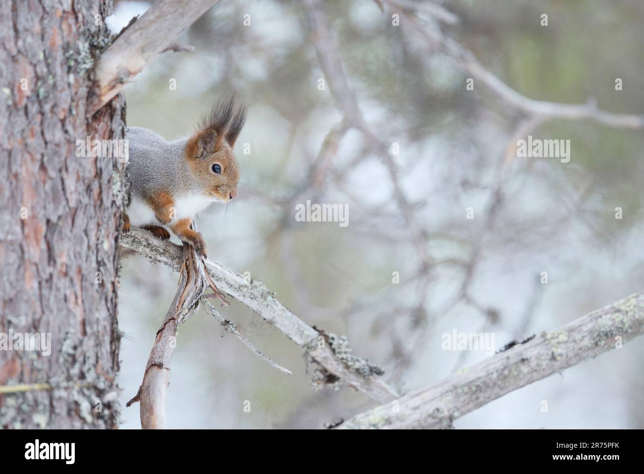 Finland, Lapland, winter, squirrel, Sciurus vulgaris Stock Photo - Alamy