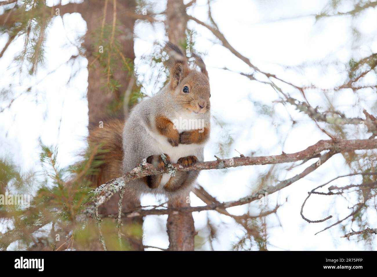 Finland, Lapland, winter, squirrel, Sciurus vulgaris Stock Photo - Alamy