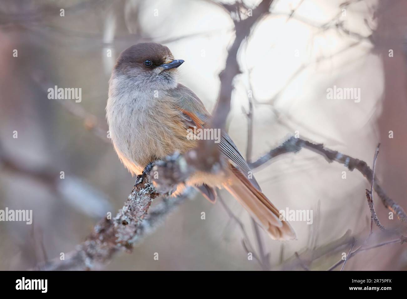 Lucky jay, Perisoreus infaustus Stock Photo - Alamy