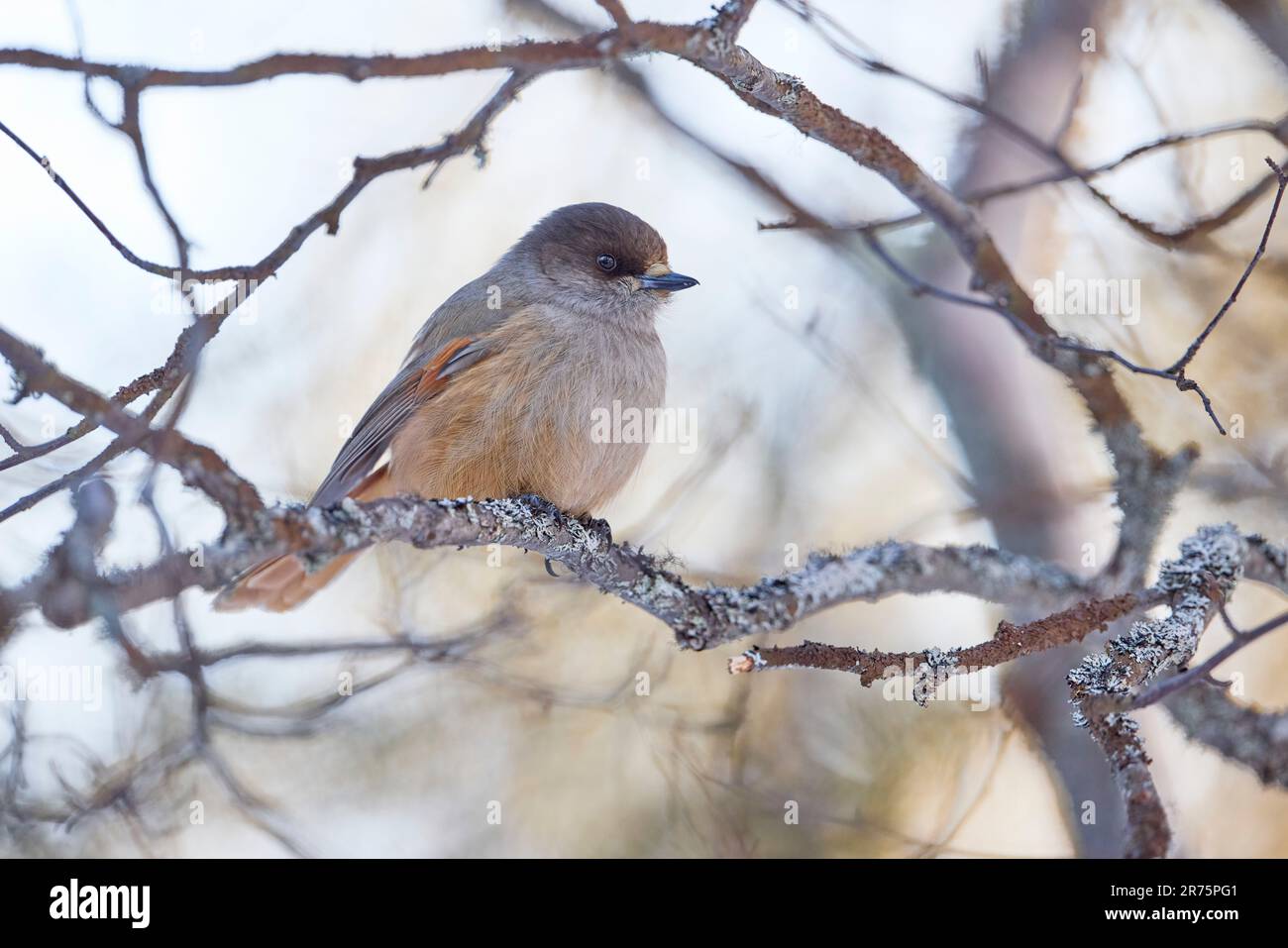 Lucky jay, Perisoreus infaustus Stock Photo - Alamy
