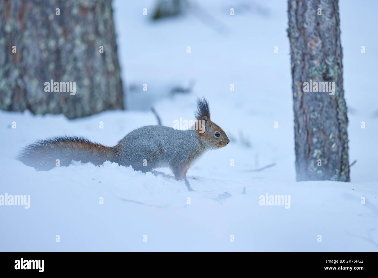 Finland, Lapland, winter, squirrel, Sciurus vulgaris Stock Photo - Alamy
