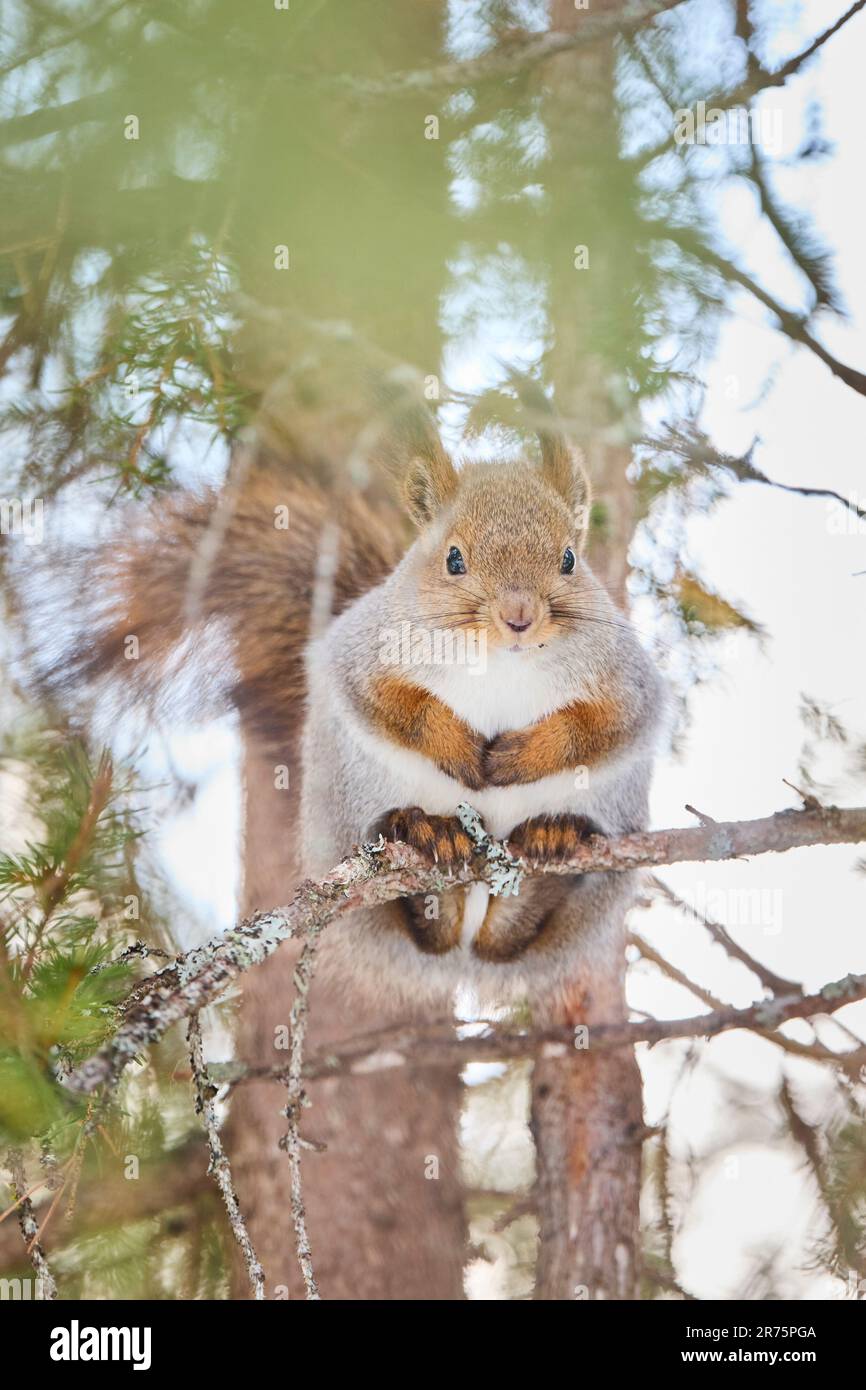 Finland, Lapland, winter, squirrel, Sciurus vulgaris Stock Photo - Alamy