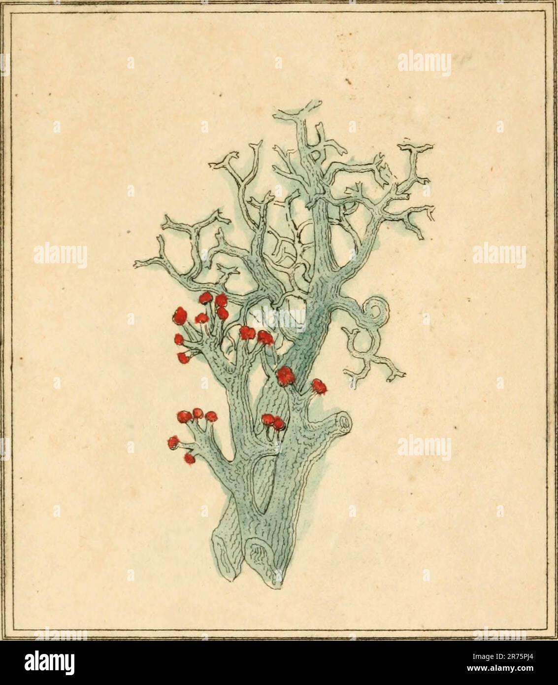 "Elements of the science of botany, as established by Linnaeus; with ...